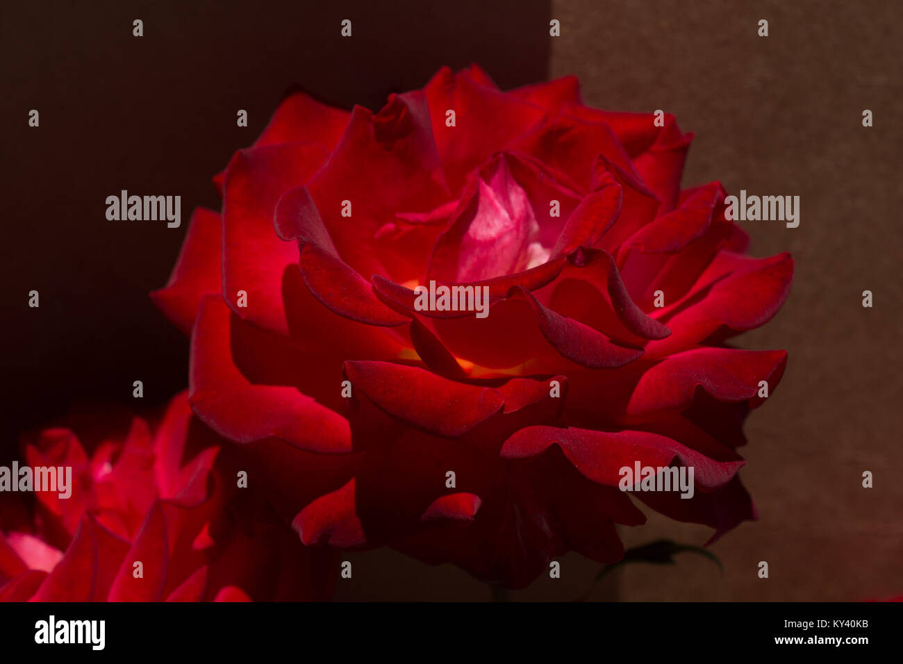 Beautiful fresh roses in close up view Stock Photo - Alamy