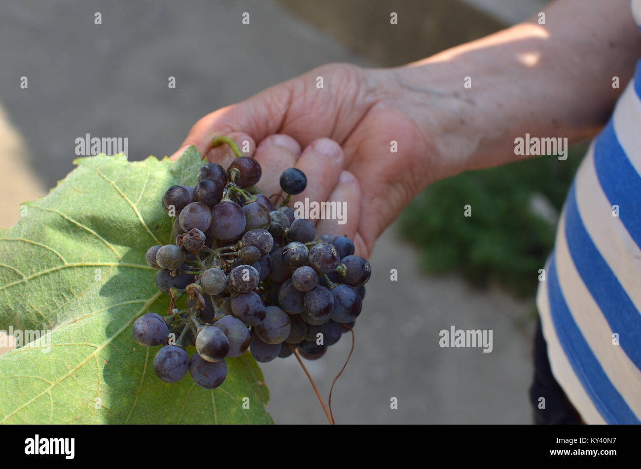 Hand holding just picked red grapes in a coastal garden Stock Photo - Alamy