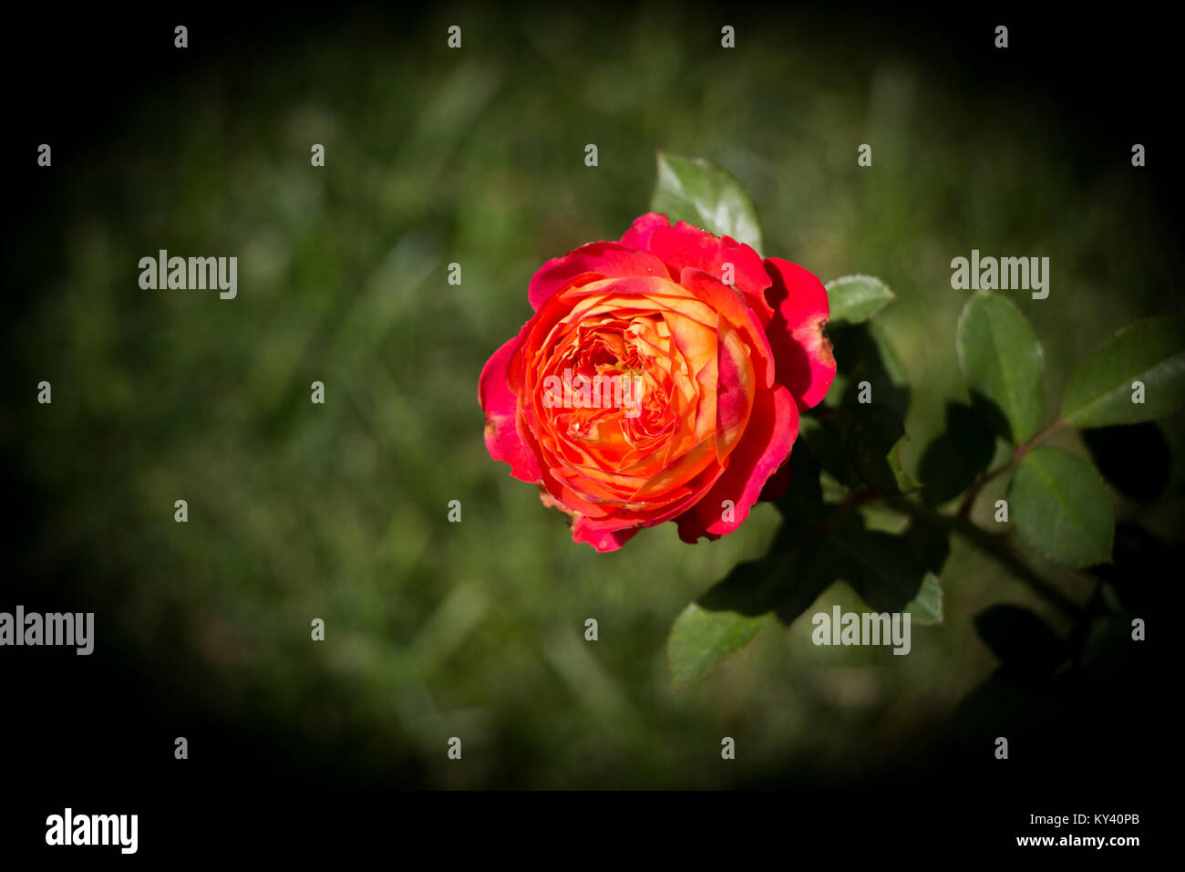 Beautiful colorful Rose Flower on garden background Stock Photo - Alamy