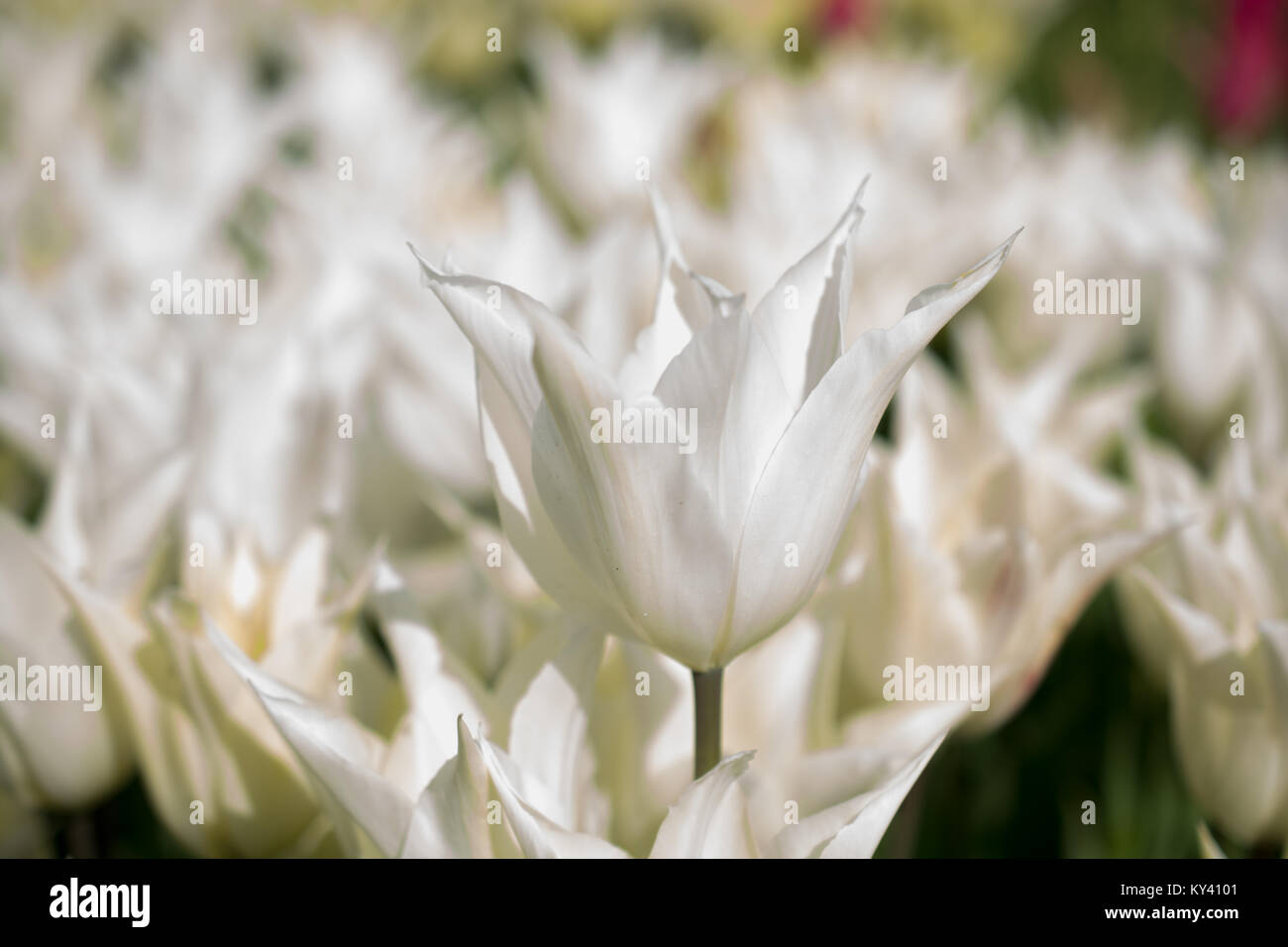 White color Tulips Bloom in Spring in garden Stock Photo - Alamy