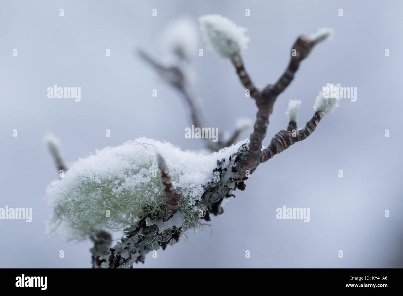 Magnolia tree winter hi-res stock photography and images - Alamy