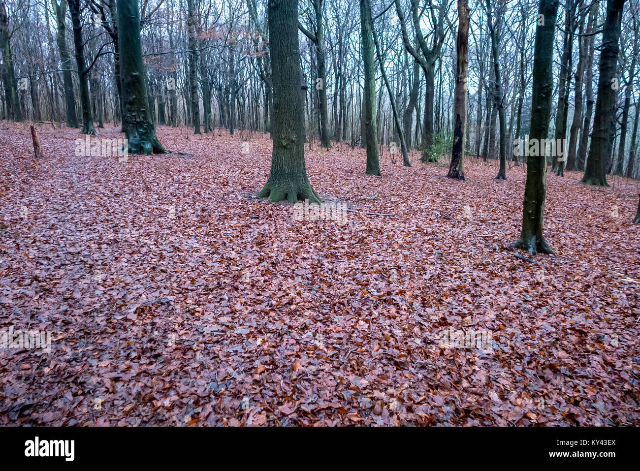 Stanmer Park, Brighton Stock Photo - Alamy