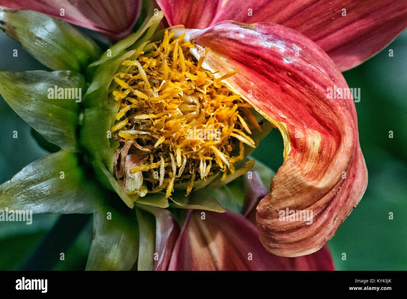 Dahlia flower head in last stages of decay showing remaining filaments ...