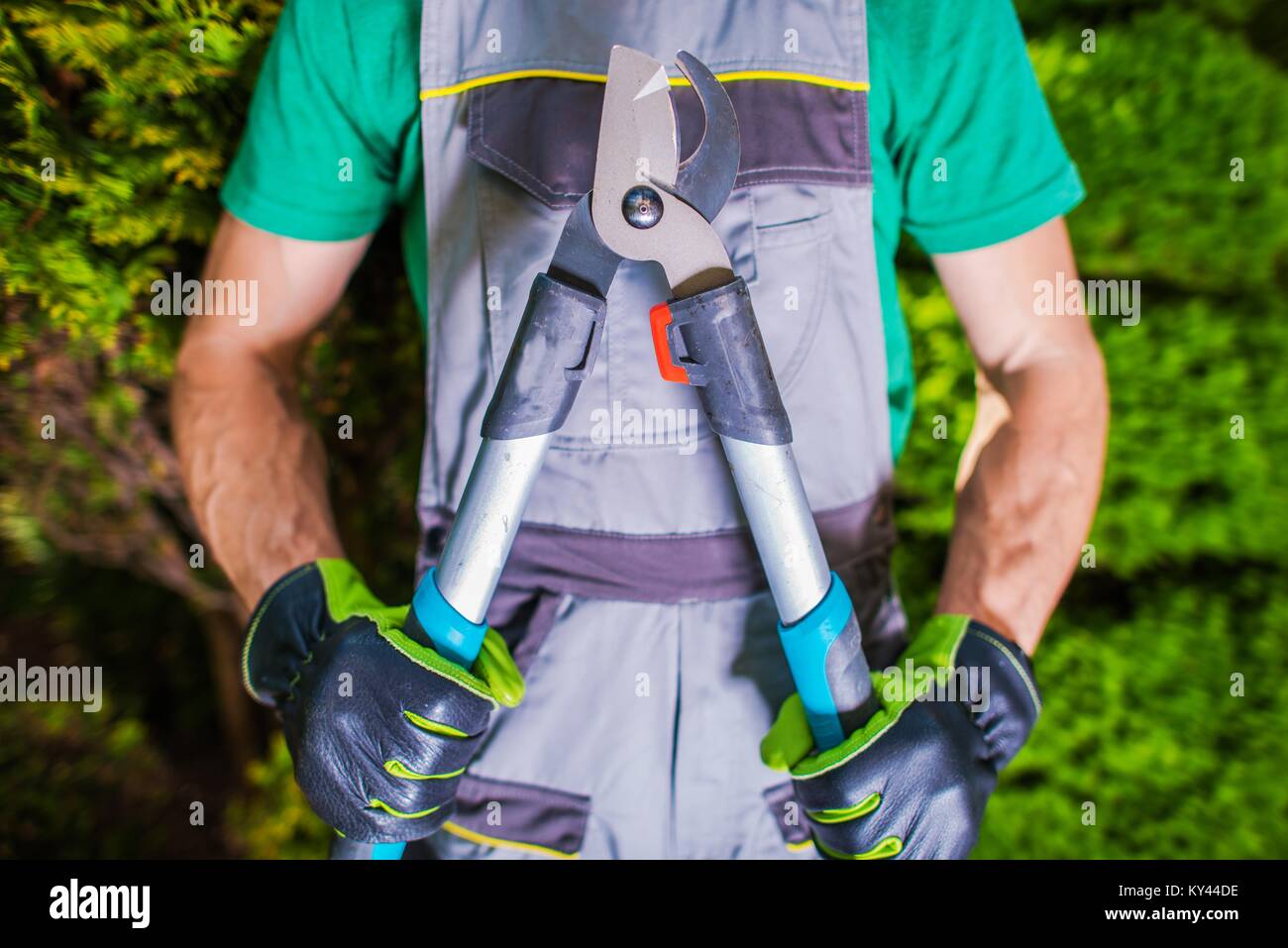 Branches Trimming Time. Prune Tree Tool in Hands of Professional ...