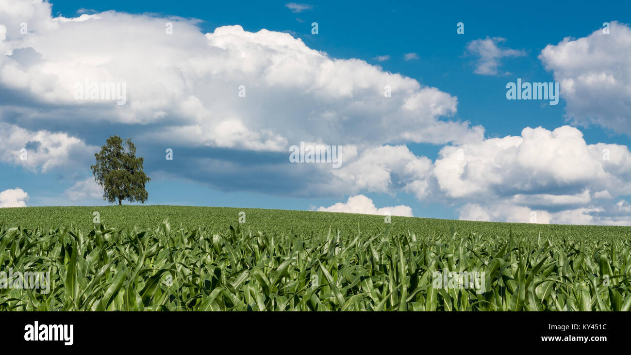Alone birch on the horizon. Betula. Solitary tree in green cornfield ...