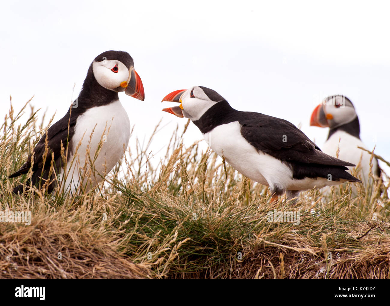 Greeting card bird pun hi-res stock photography and images - Alamy