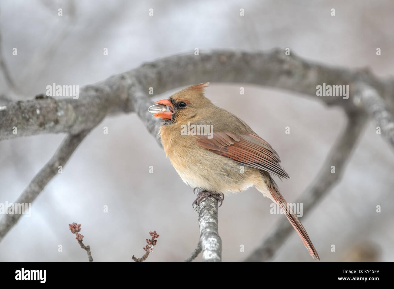 Swamp sunflower hi-res stock photography and images - Alamy