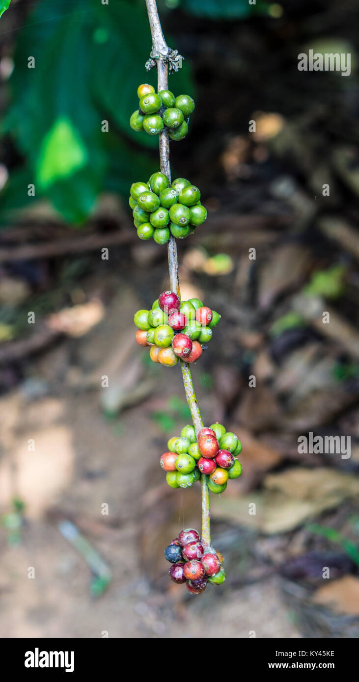 Focused Bird Waiting For Its Prey! Stock Photo - Alamy