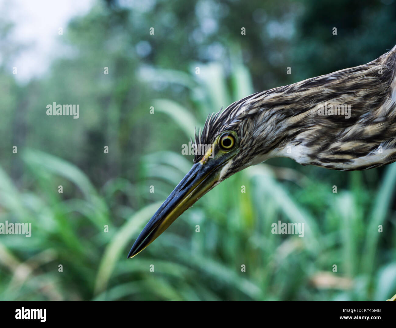 Intense focused hi-res stock photography and images - Alamy