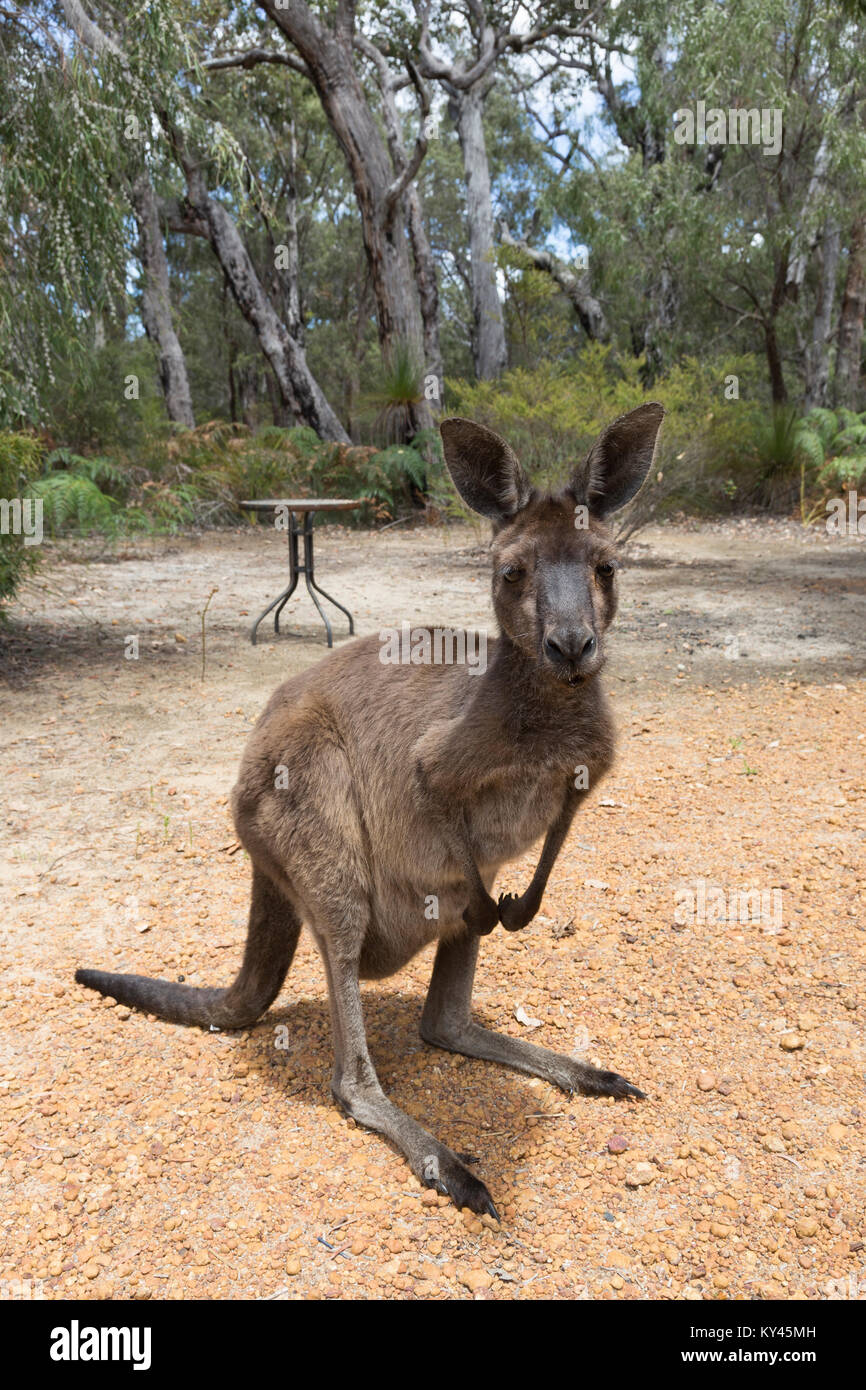 Tame kangaroo hi-res stock photography and images - Alamy