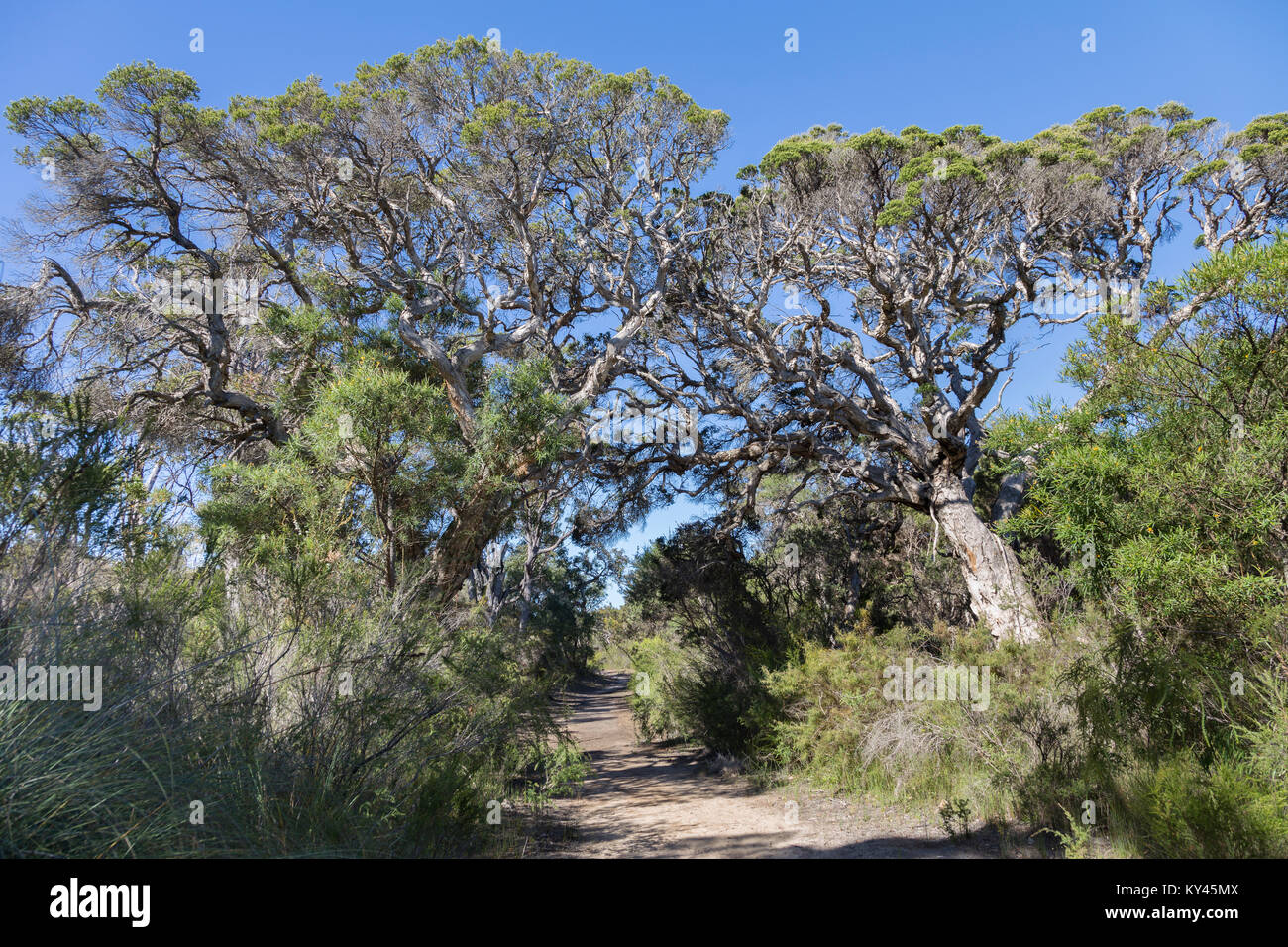 Woodland and bush on Molloy Island, near Augusta, Western Australia ...