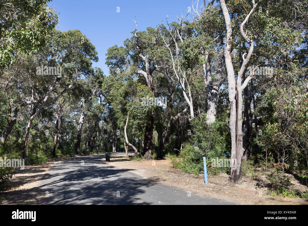 Woodland and bush on Molloy Island, near Augusta, Western Australia ...