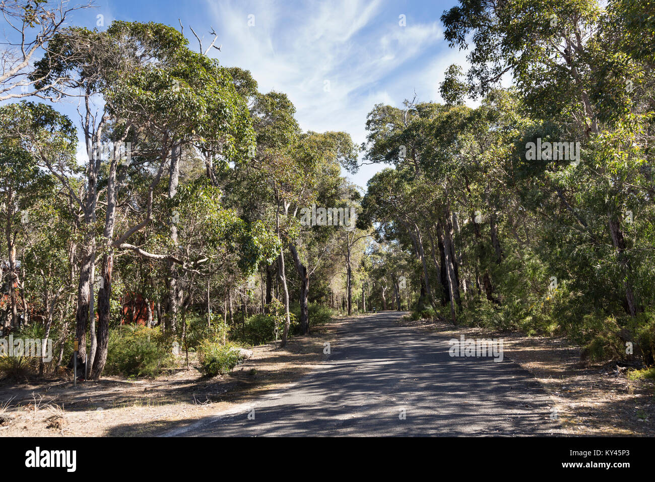 Woodland and bush on Molloy Island, near Augusta, Western Australia ...