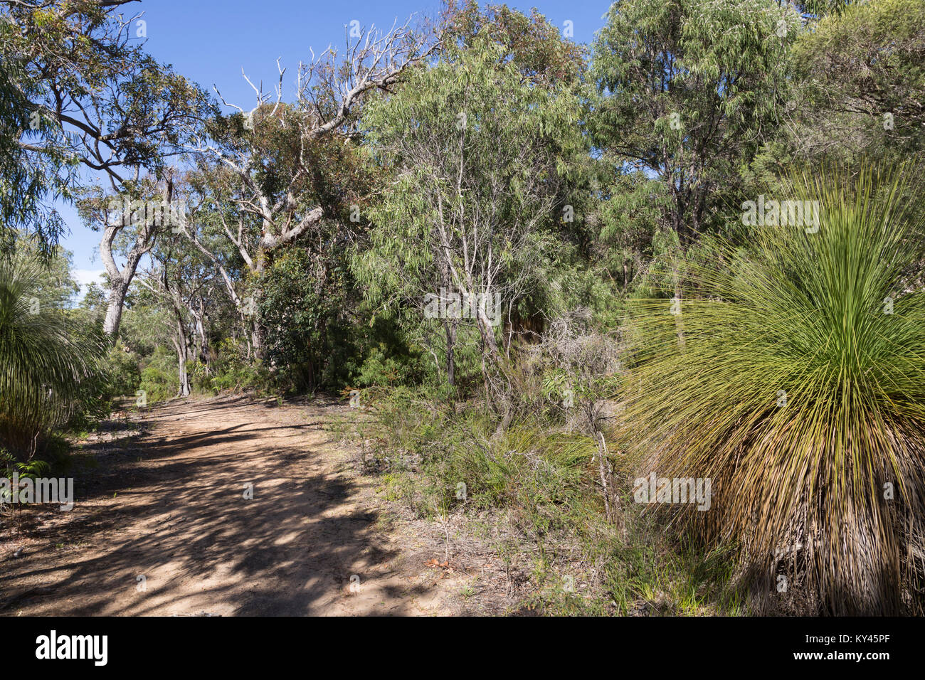 Woodland and bush on Molloy Island, near Augusta, Western Australia ...