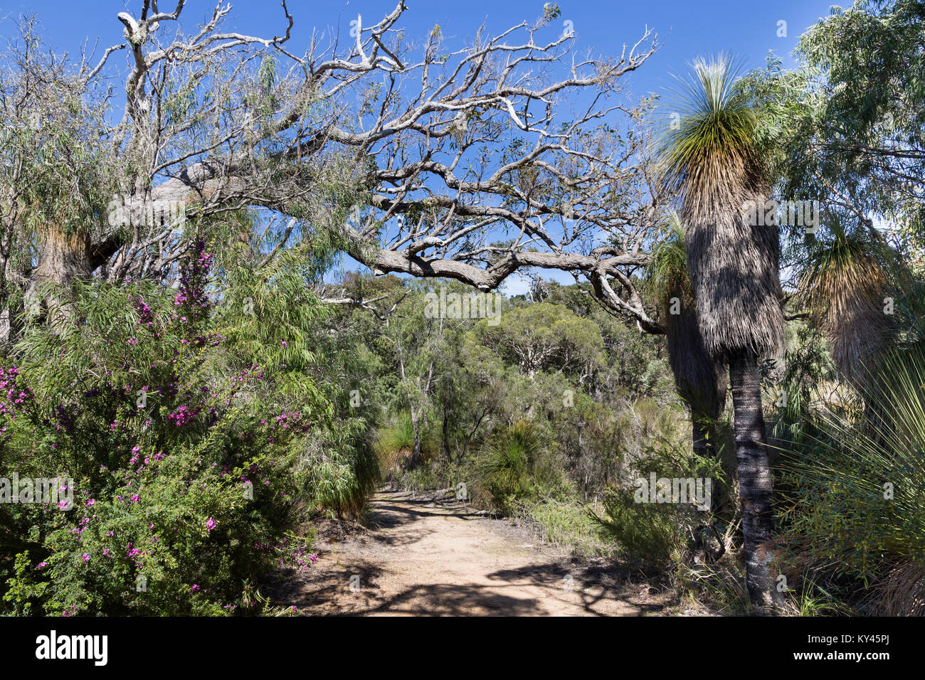 Woodland and bush on Molloy Island, near Augusta, Western Australia ...