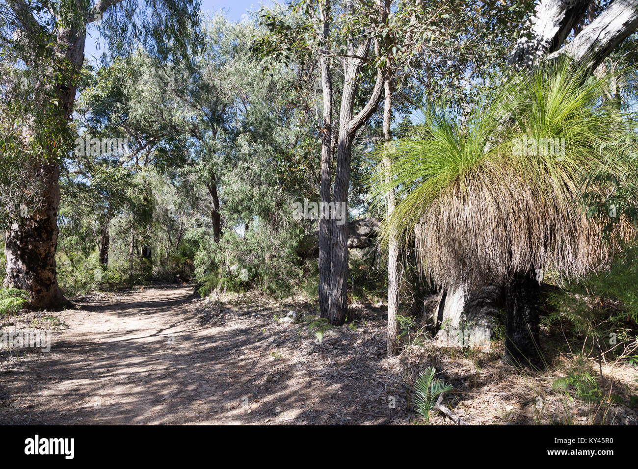 Woodland and bush on Molloy Island, near Augusta, Western Australia ...