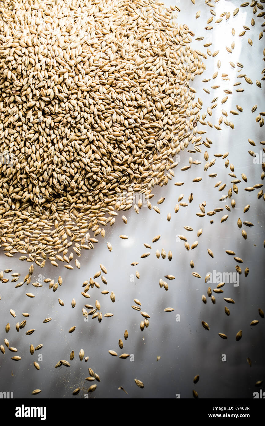 Pilsner Malt Beer Grain Heap on a White reflective Table in Studio ...