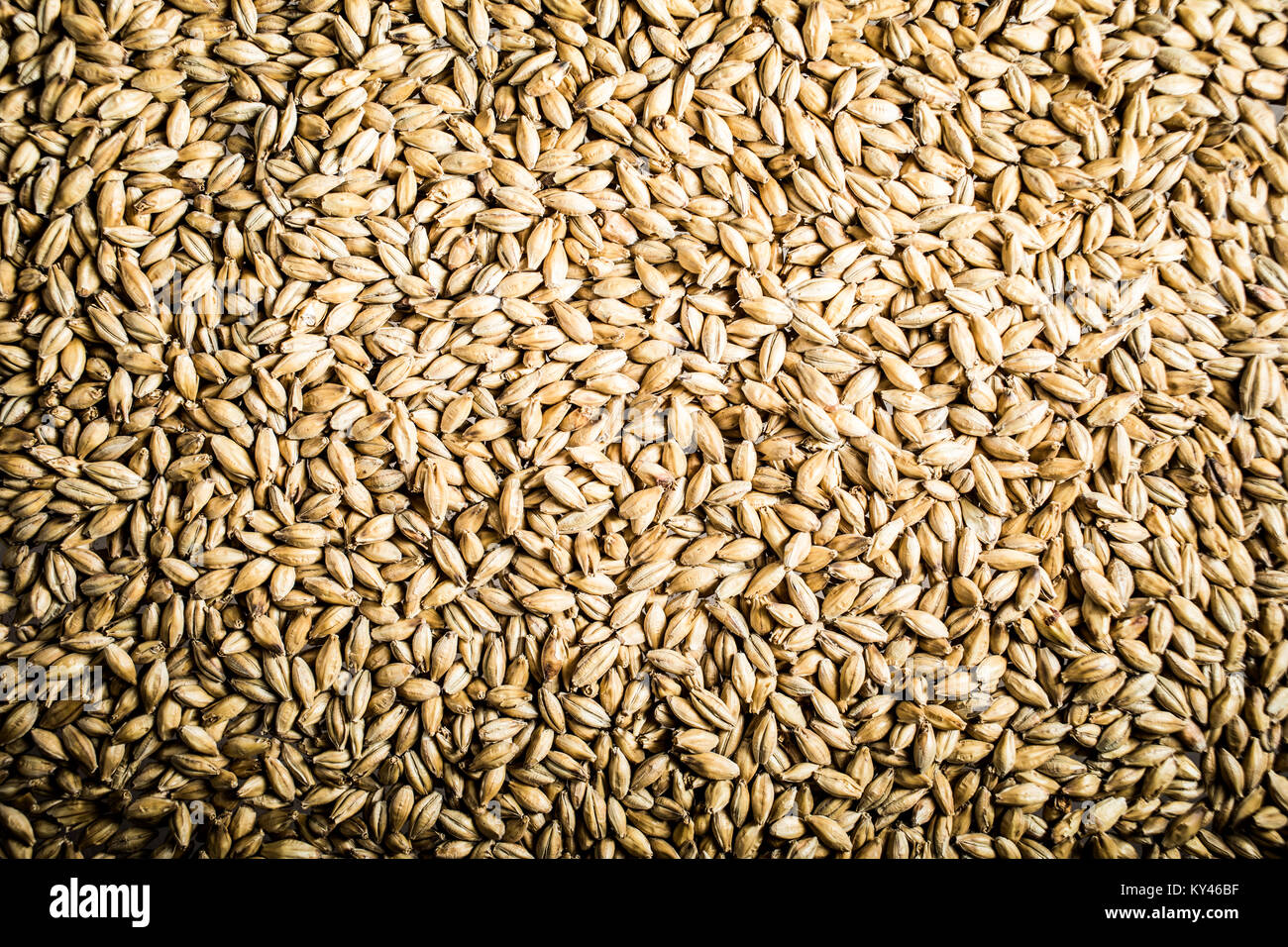 Pilsner Malt Beer Grain Texture Close-up Stock Photo - Alamy