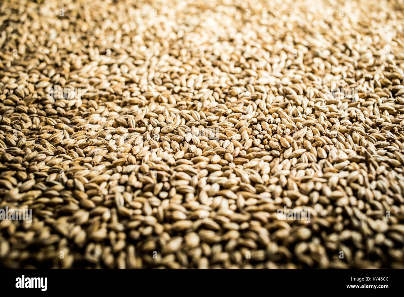 Pilsner Malt Beer Grain Texture Close-up Stock Photo - Alamy