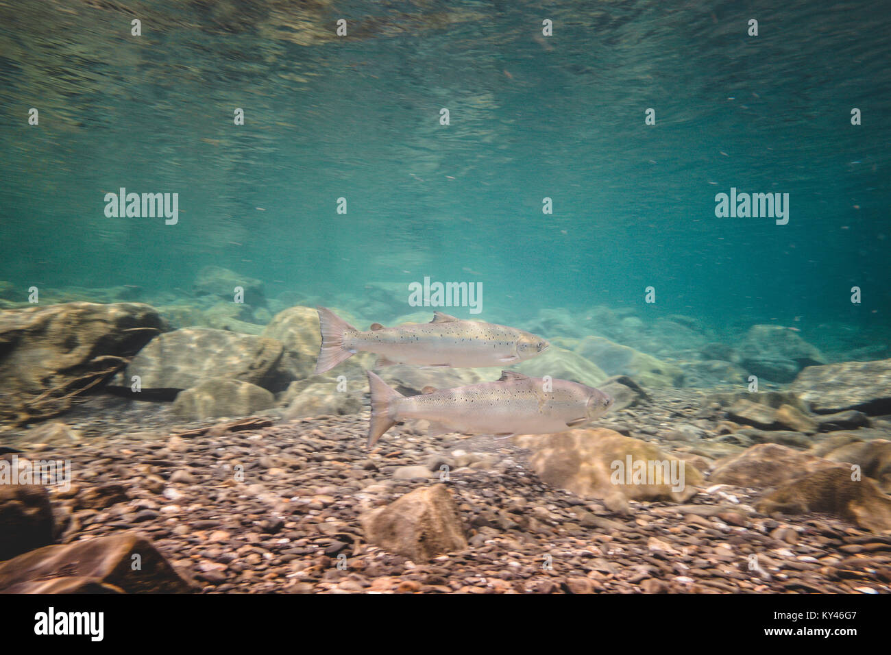 Two Big Salmons in Summer at Bonaventure River, Canada Stock Photo - Alamy