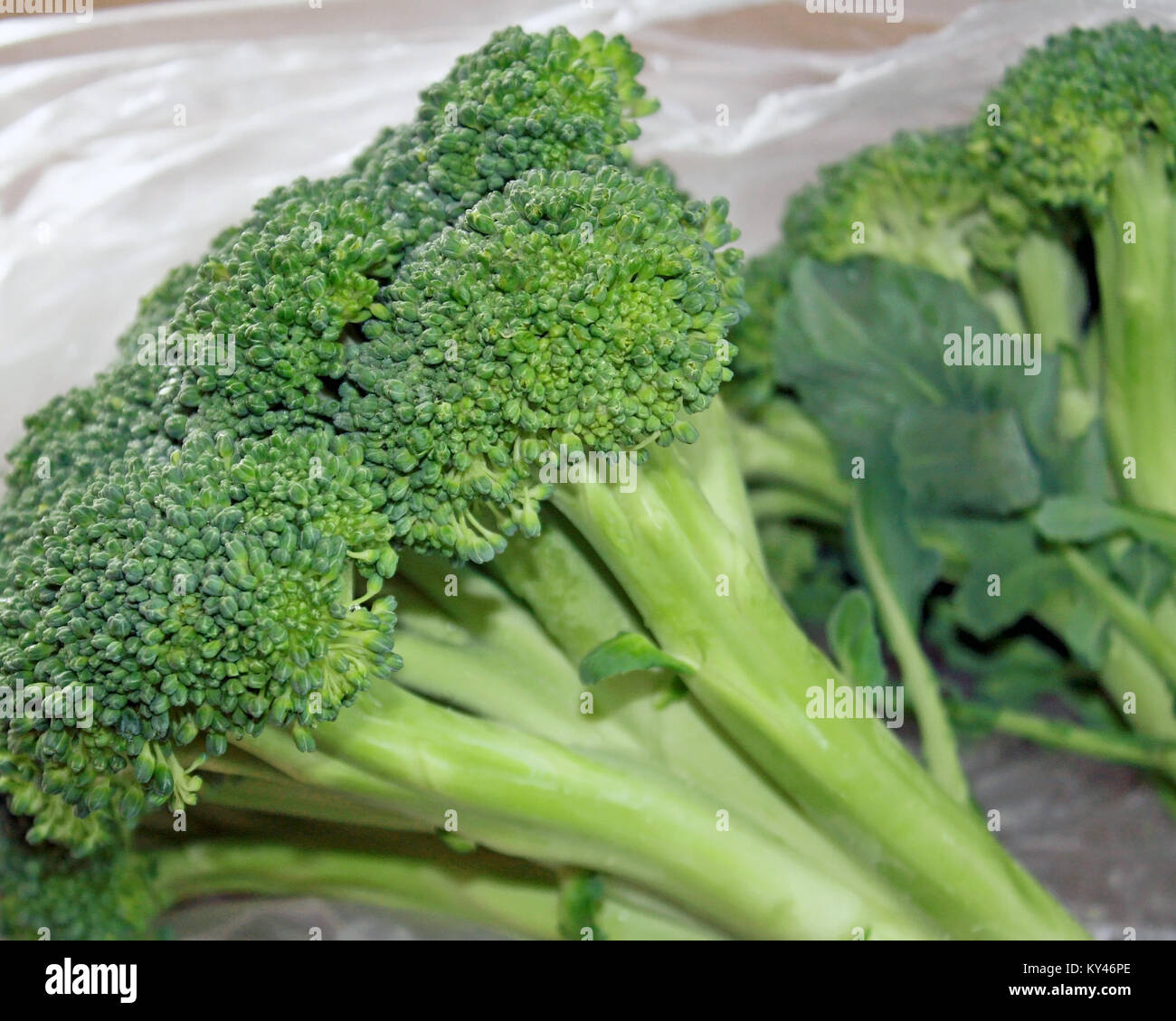 Fresh Organic Broccoli - a healthy and nutritious food Stock Photo - Alamy