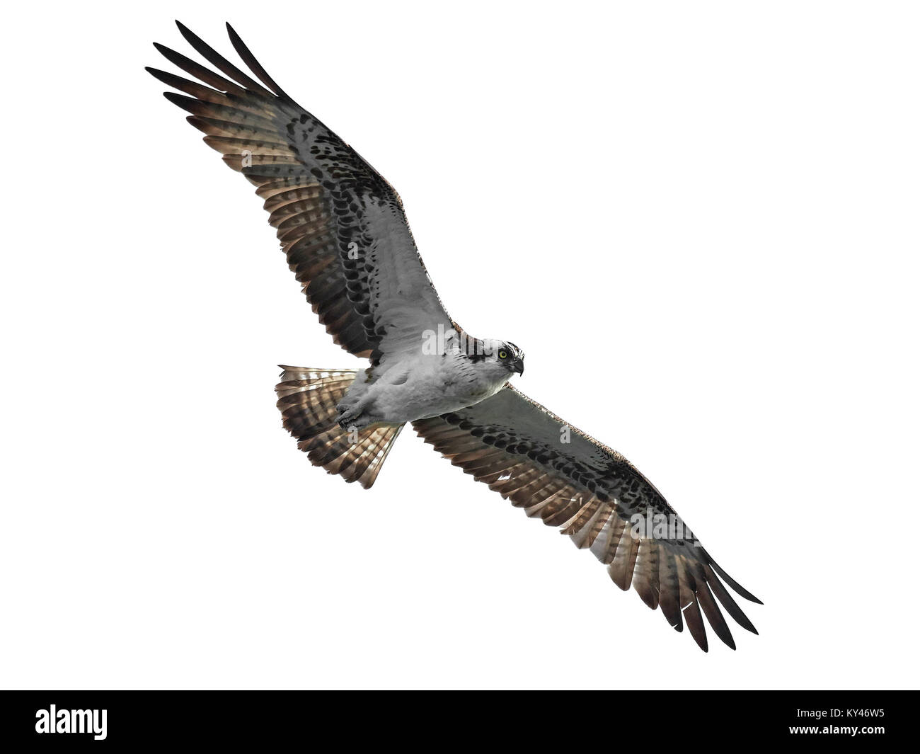 Osprey in flight isolated on a white background Stock Photo - Alamy