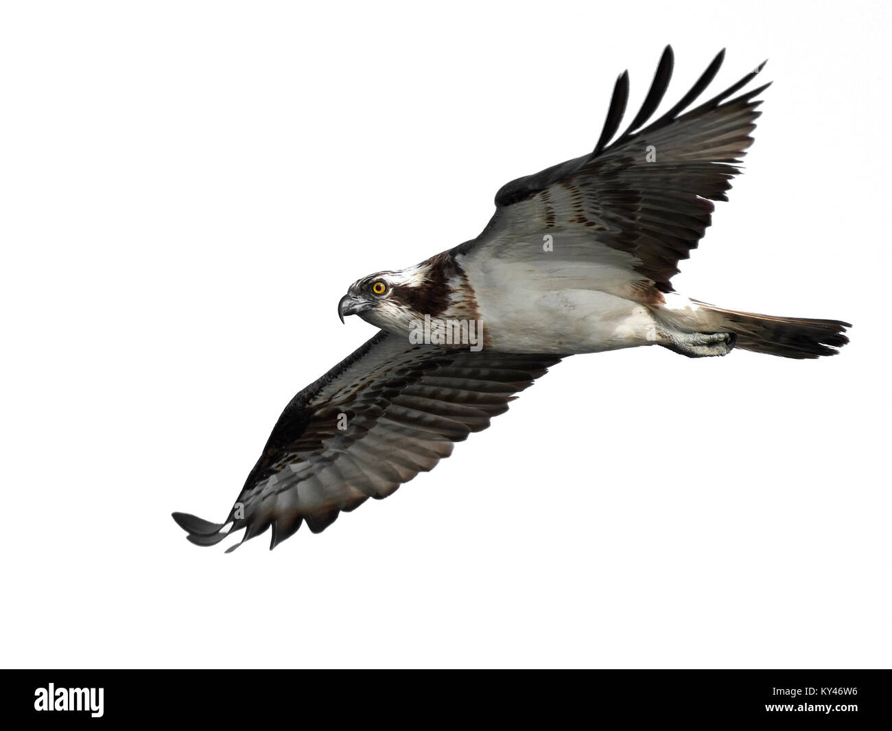 Osprey in flight isolated on a white background Stock Photo - Alamy