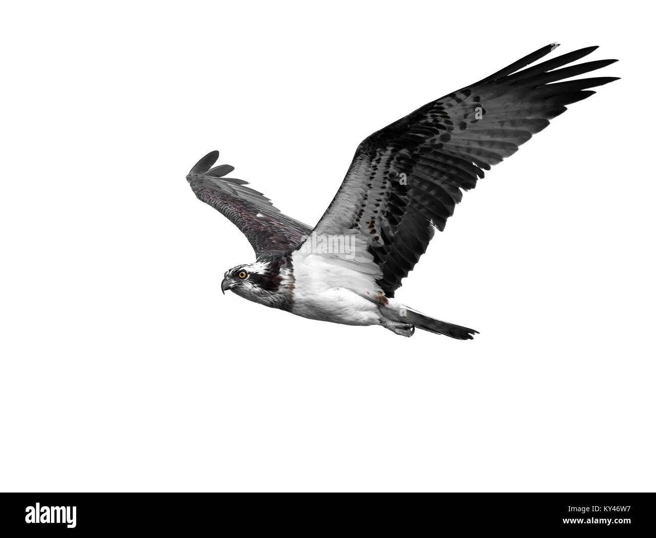 Osprey in flight isolated on a white background Stock Photo - Alamy