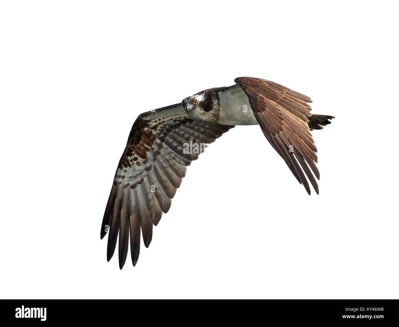 Osprey in flight isolated on a white background Stock Photo - Alamy