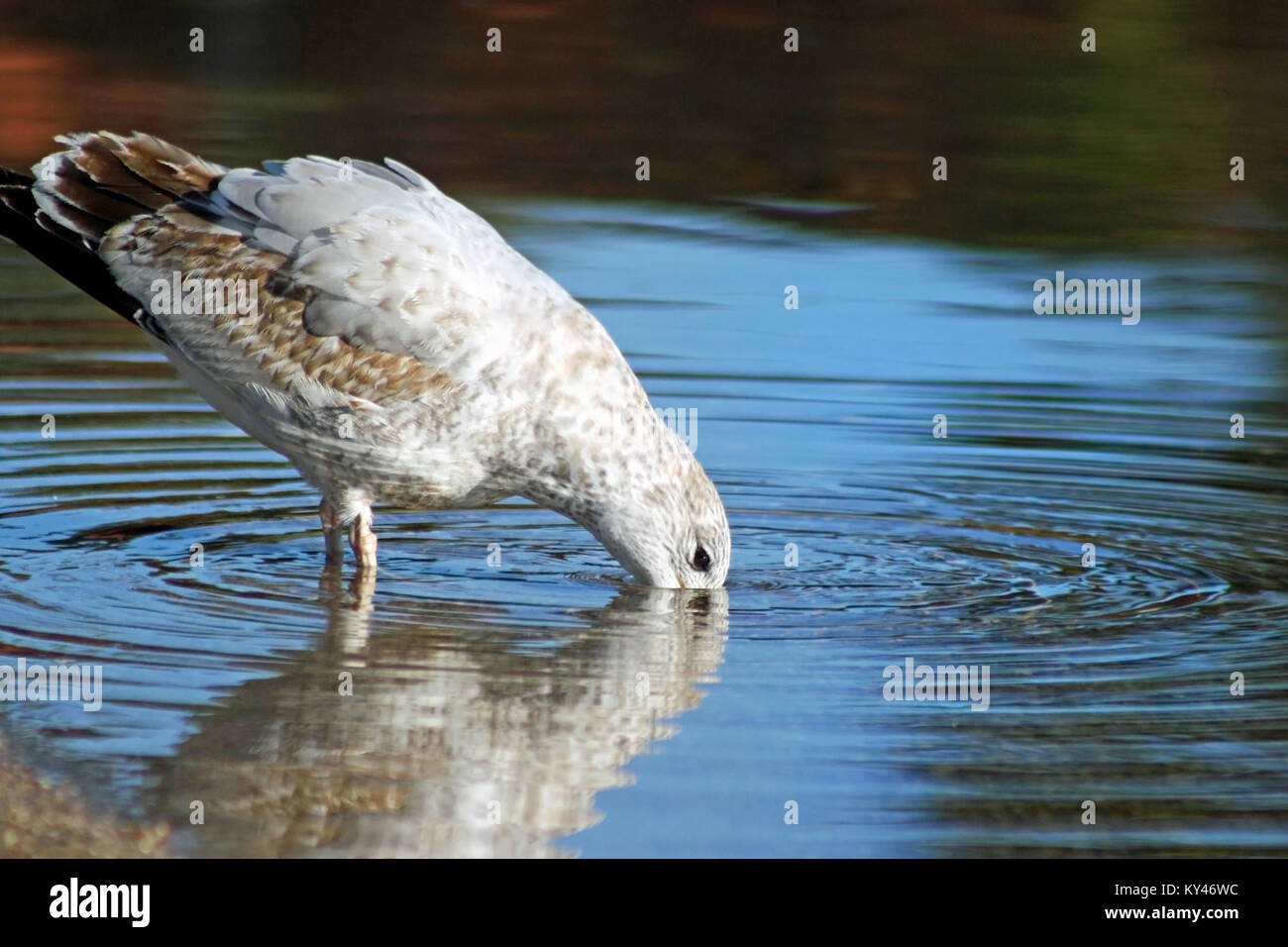 Seagull dipping his beak into the water looking for food Stock Photo ...