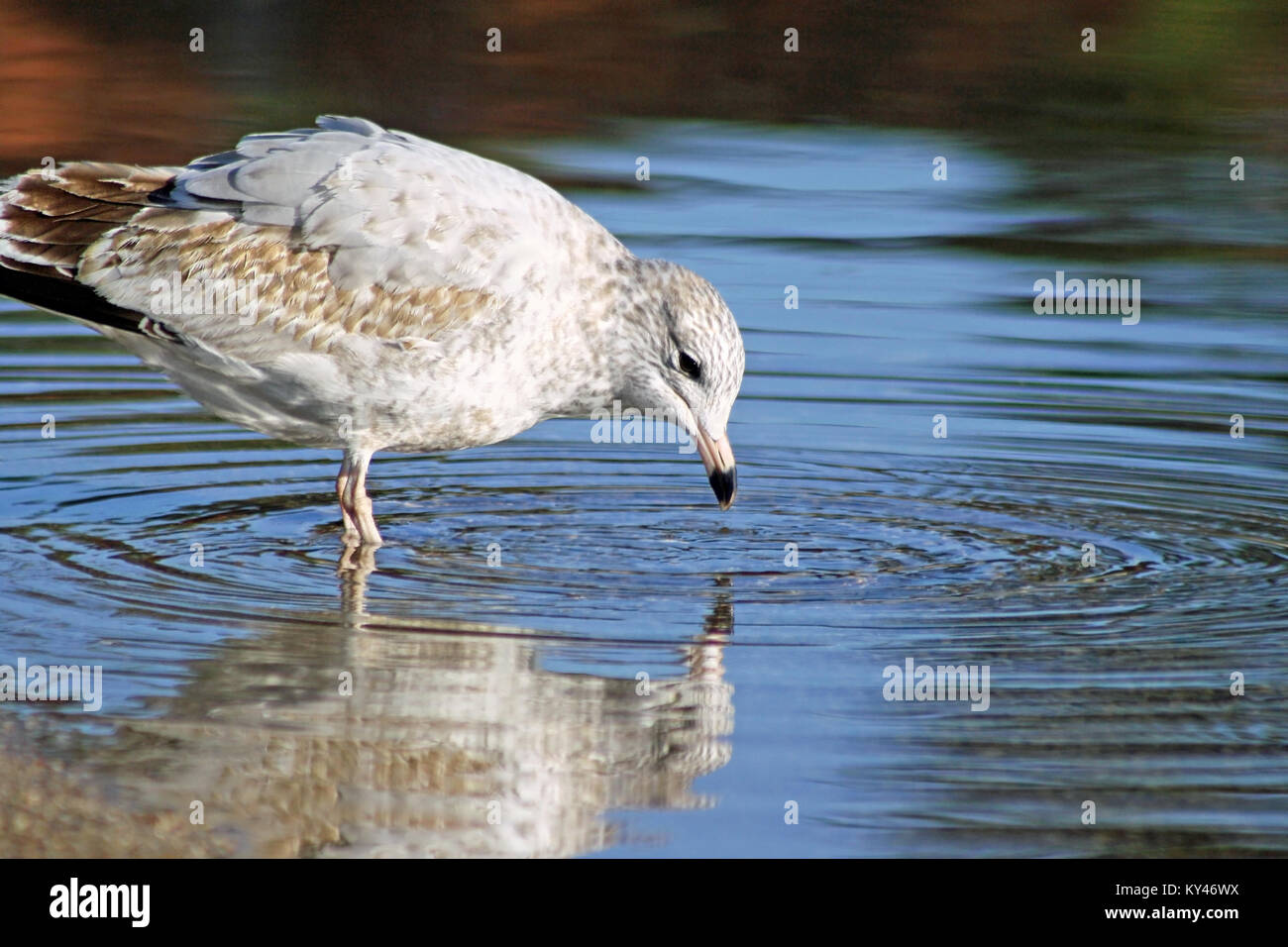 Seagull looking at his reflection in beautiful rippling blue waters ...