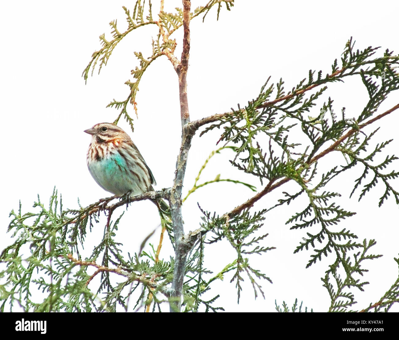 Sparrow sitting on branch spring hi-res stock photography and images ...