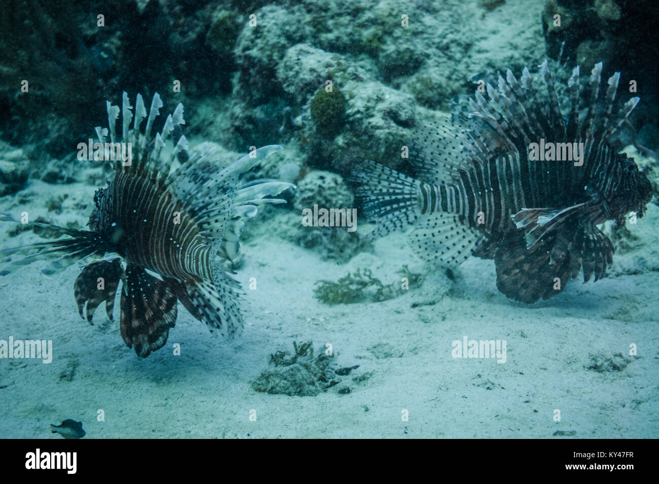 Underwater view to two lionfish swimming at the ocean ground Stock ...