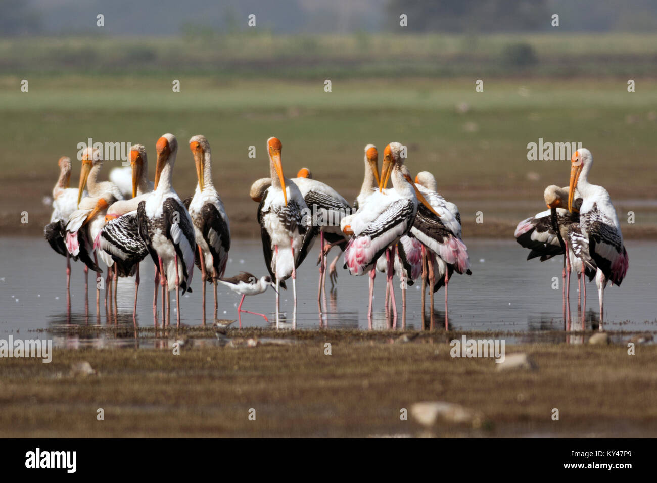 Colourful stork hi-res stock photography and images - Alamy