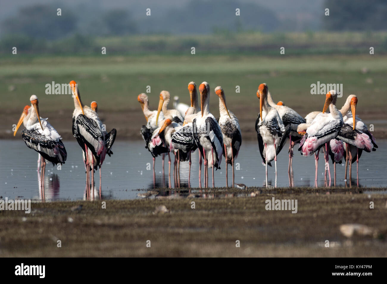 Colourful stork hi-res stock photography and images - Alamy