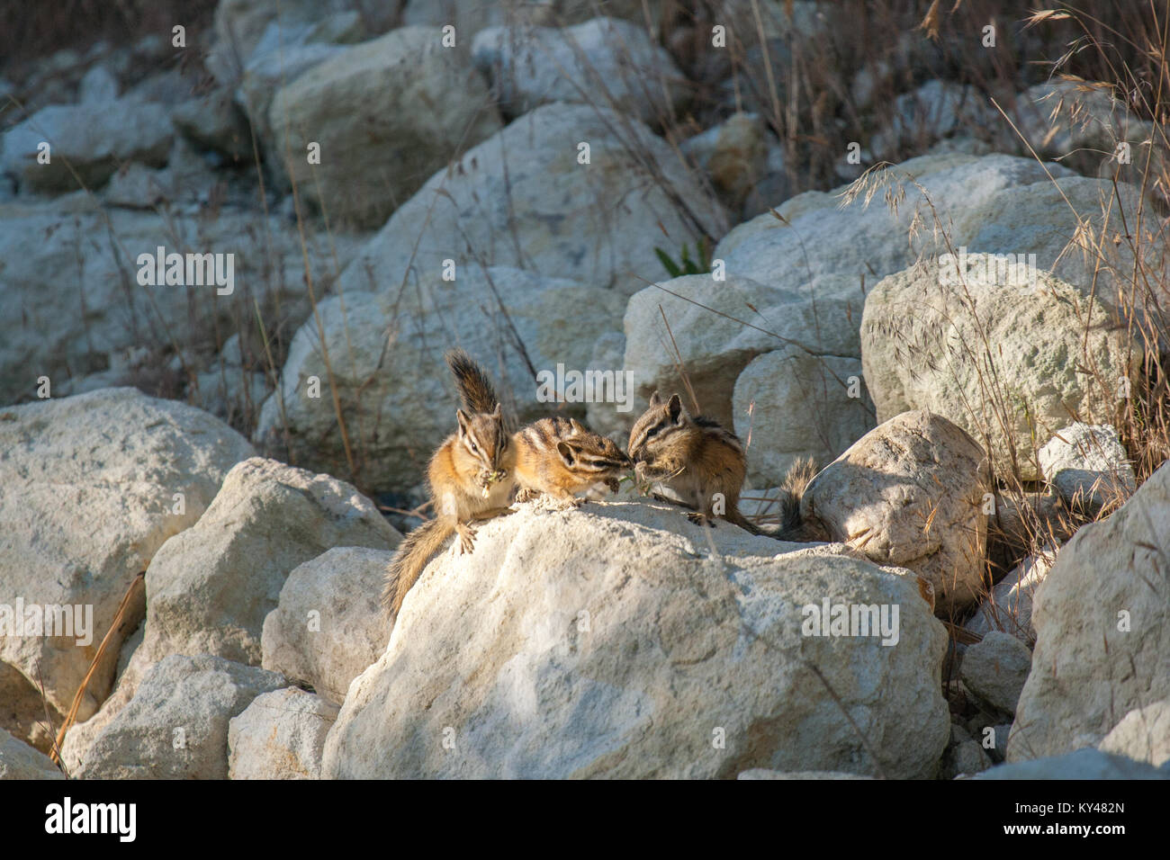 Couple of playfull chipmanks on the rocks Stock Photo - Alamy