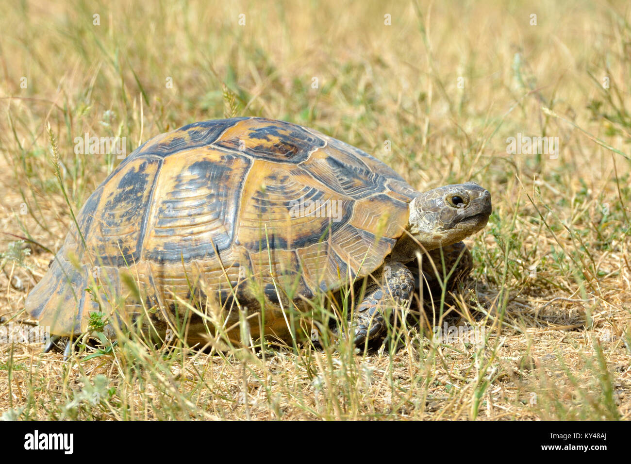 Spur thighed tortoise (Testudo graeca) on the ground in dry summer ...