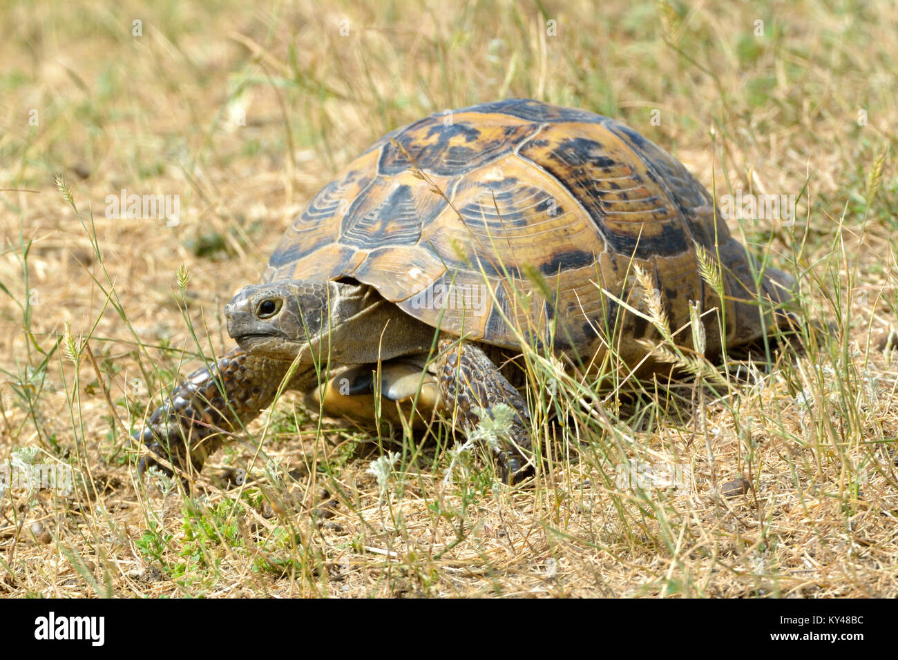 Spur thighed tortoise (Testudo graeca) on the ground in dry summer ...