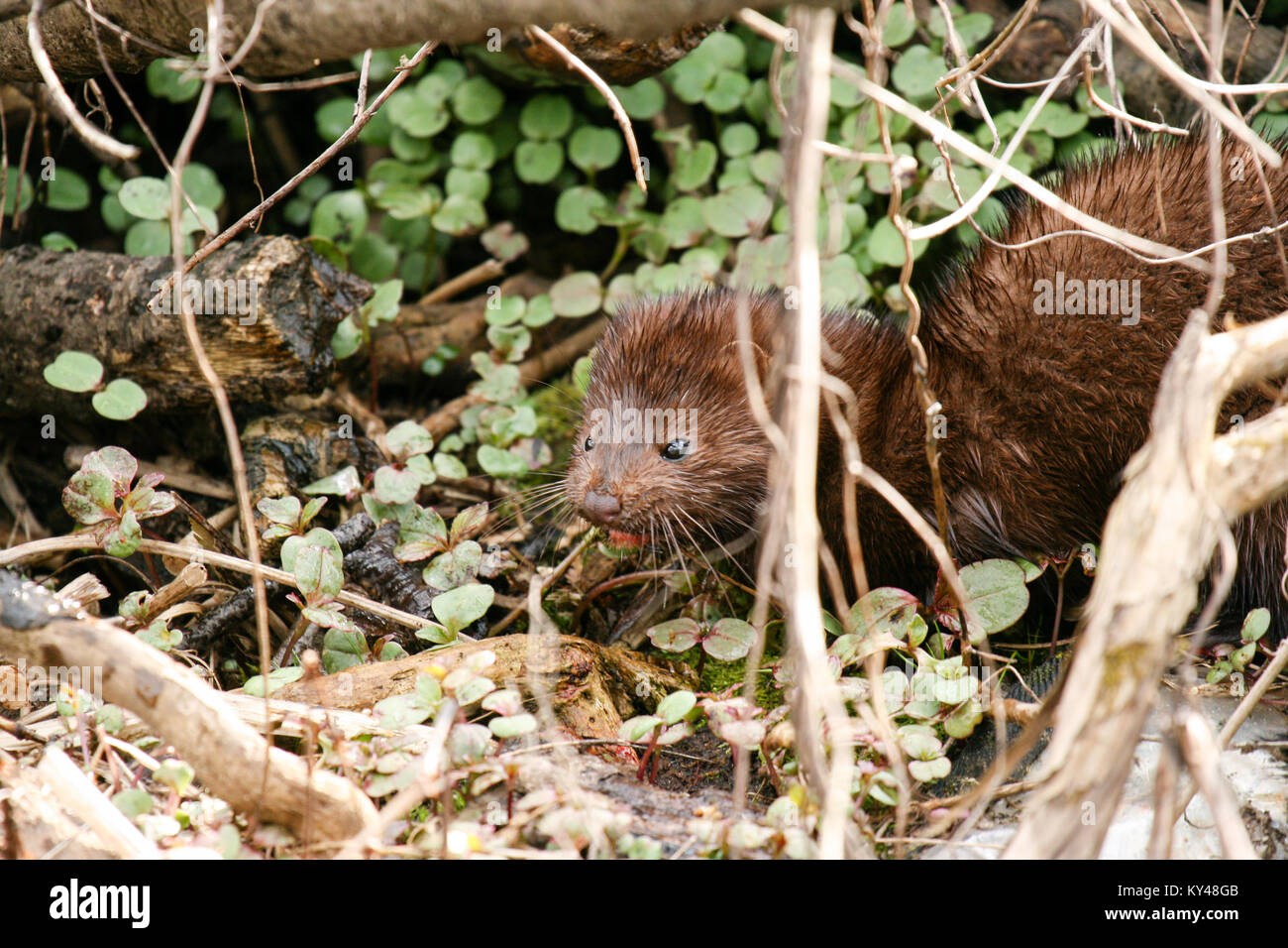 Wild mink hi-res stock photography and images - Alamy