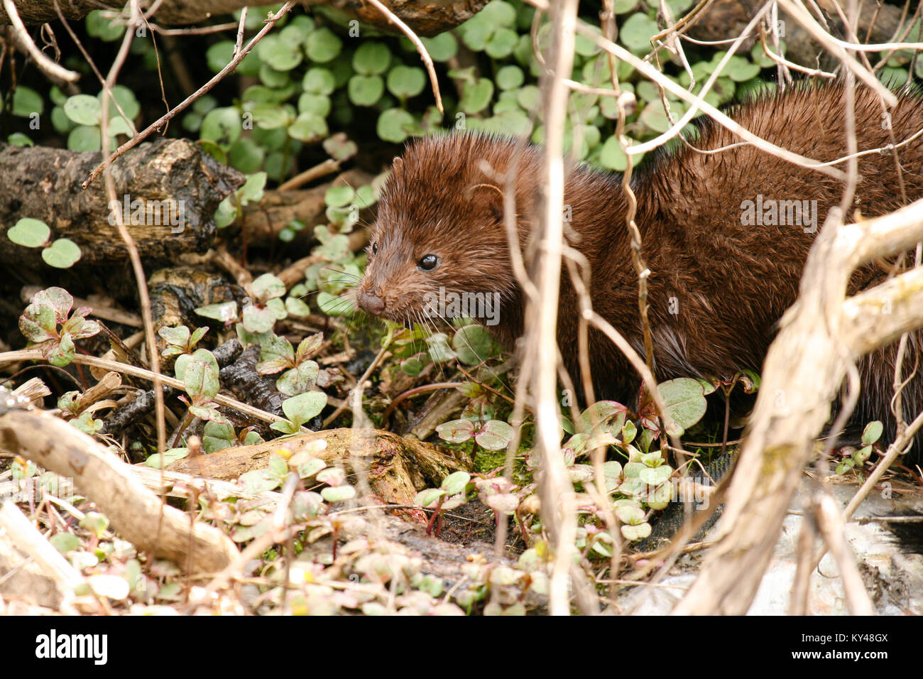 Wild mink posing in early spring Stock Photo - Alamy