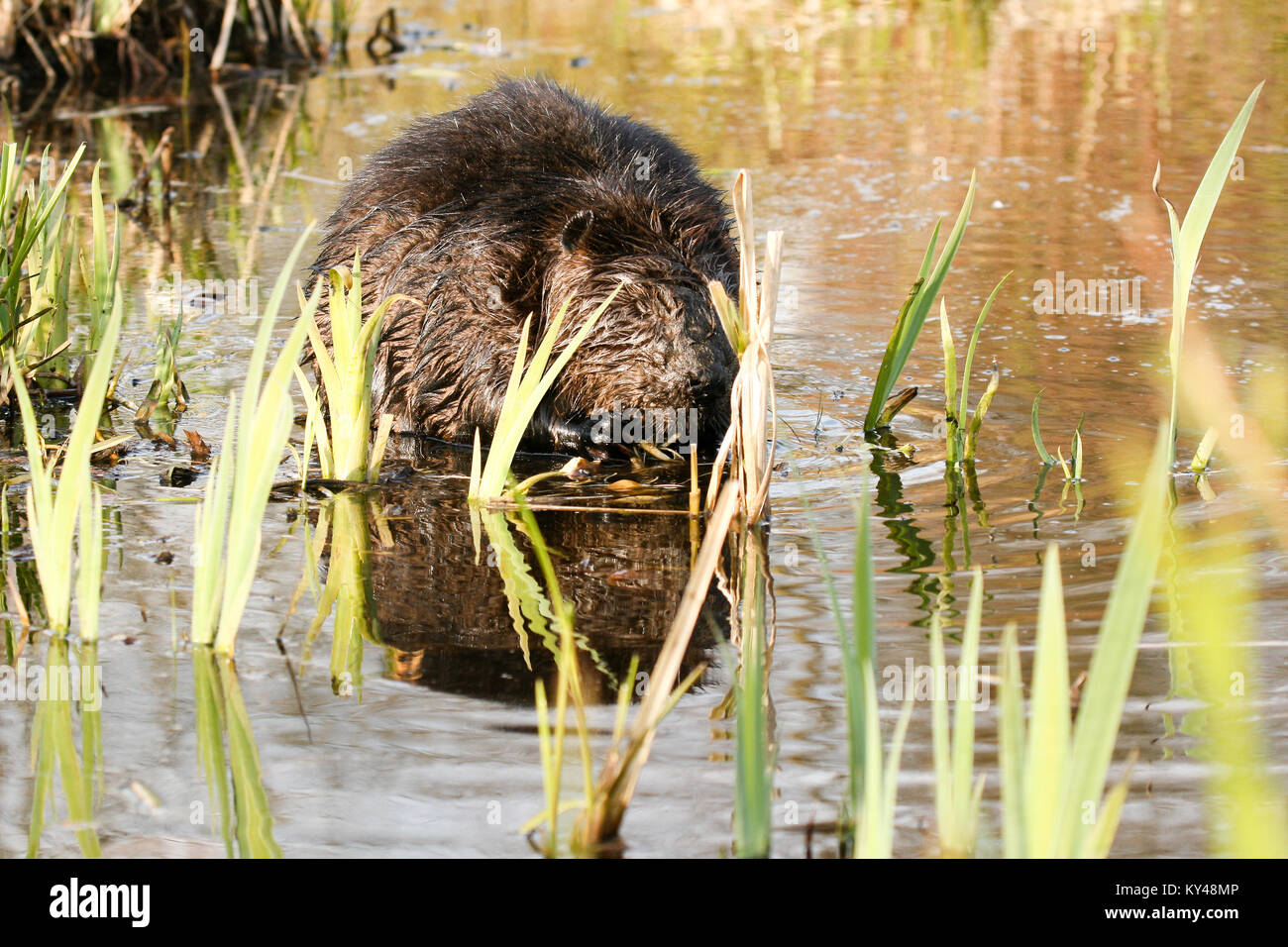 Beaver Tail Canada High Resolution Stock Photography and Images - Alamy