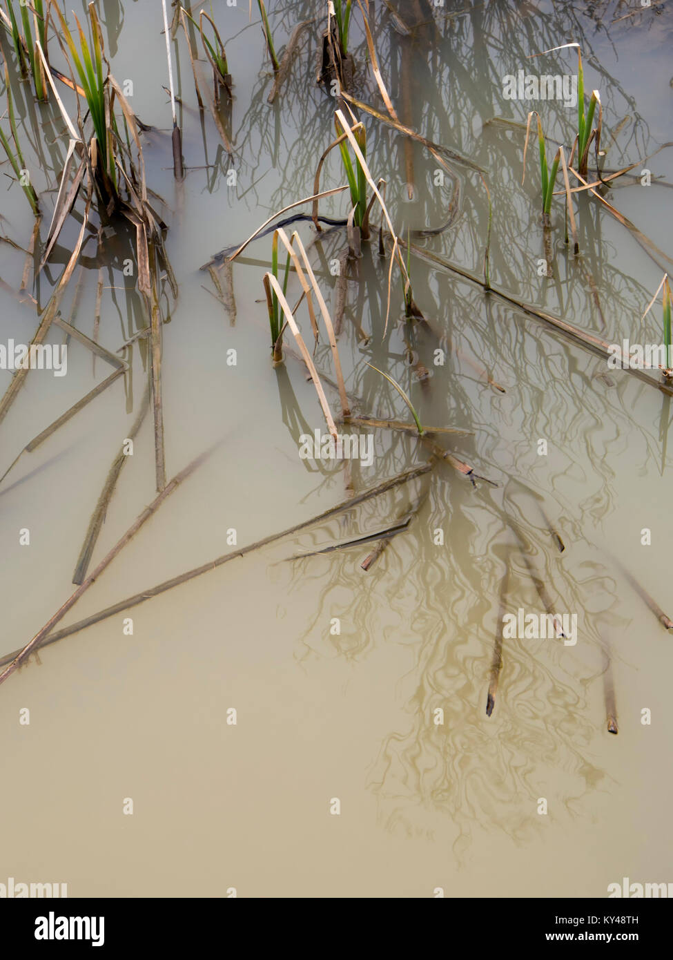 Dead forrest of water reeds Stock Photo - Alamy