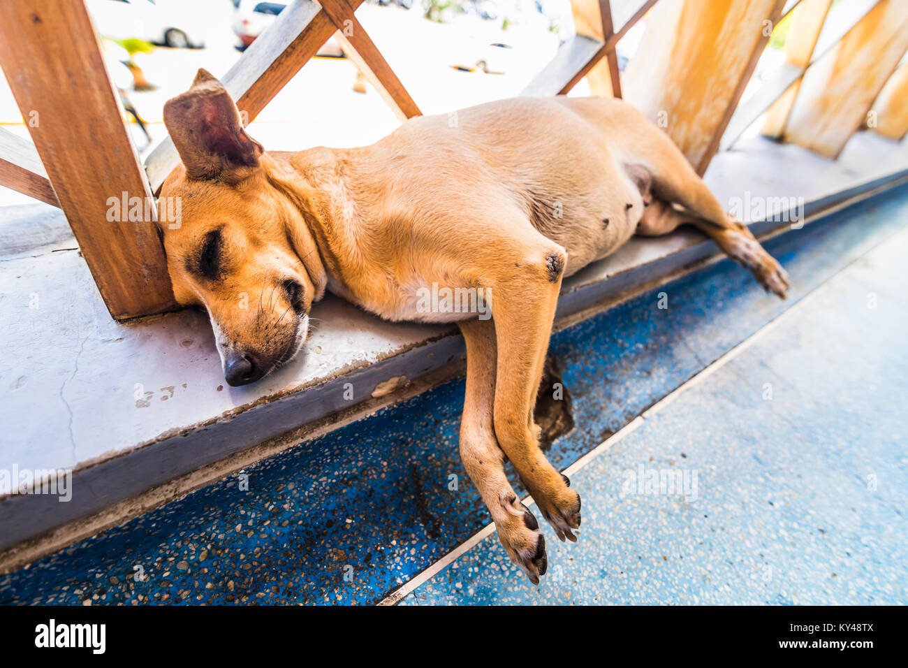 Homeless Tired small dog lying and sleeping at handrail in Caribbean ...