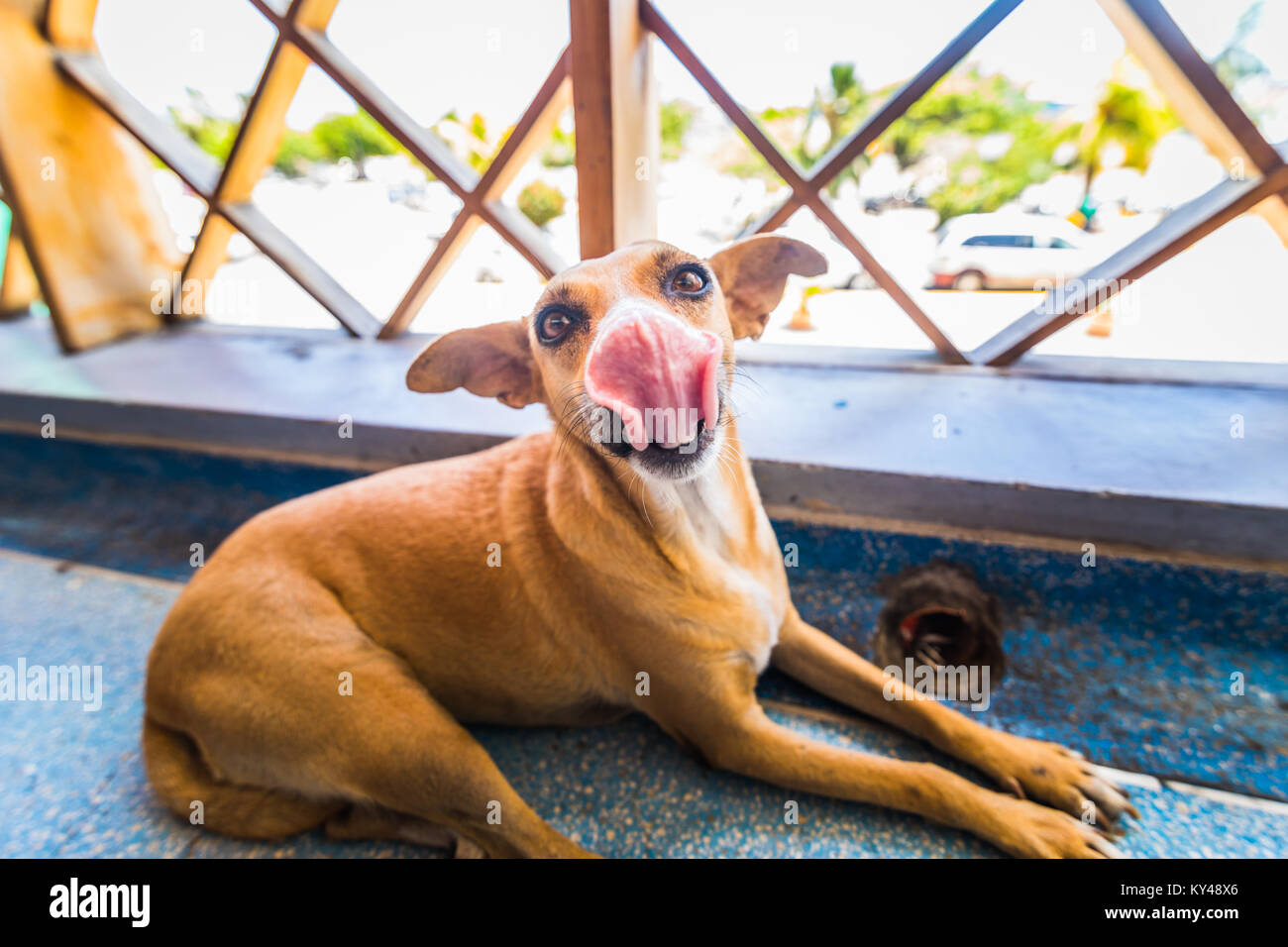 Homeless Tired small dog lying and sleeping at handrail in Caribbean ...