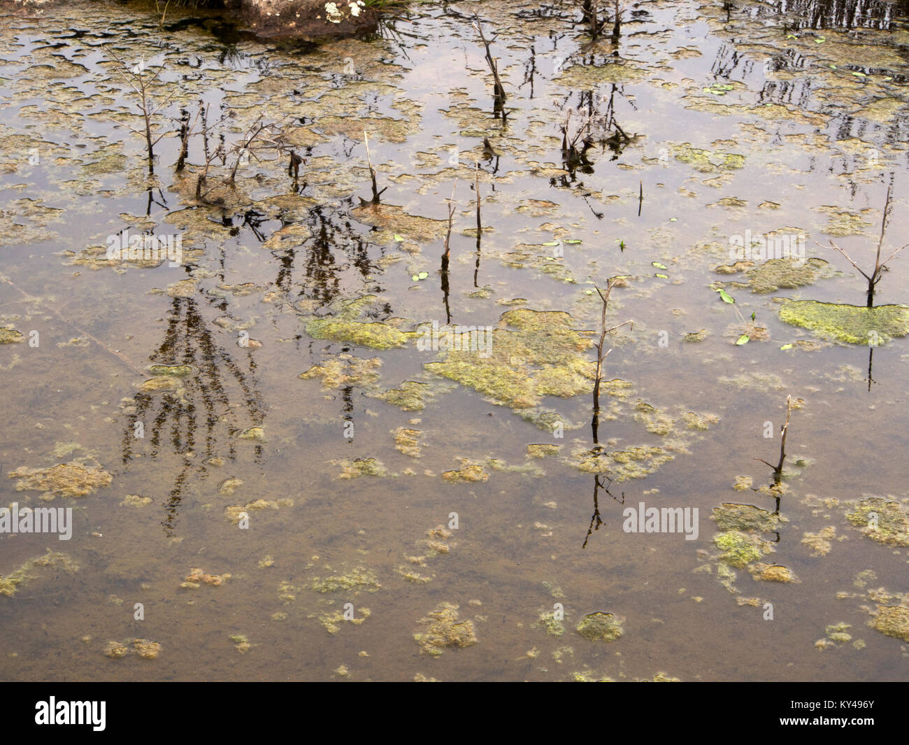 Dead forrest of water reeds Stock Photo - Alamy