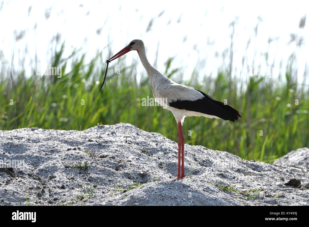 White Stork (Ciconia ciconia) With a Snake in Beak Stock Photo - Alamy