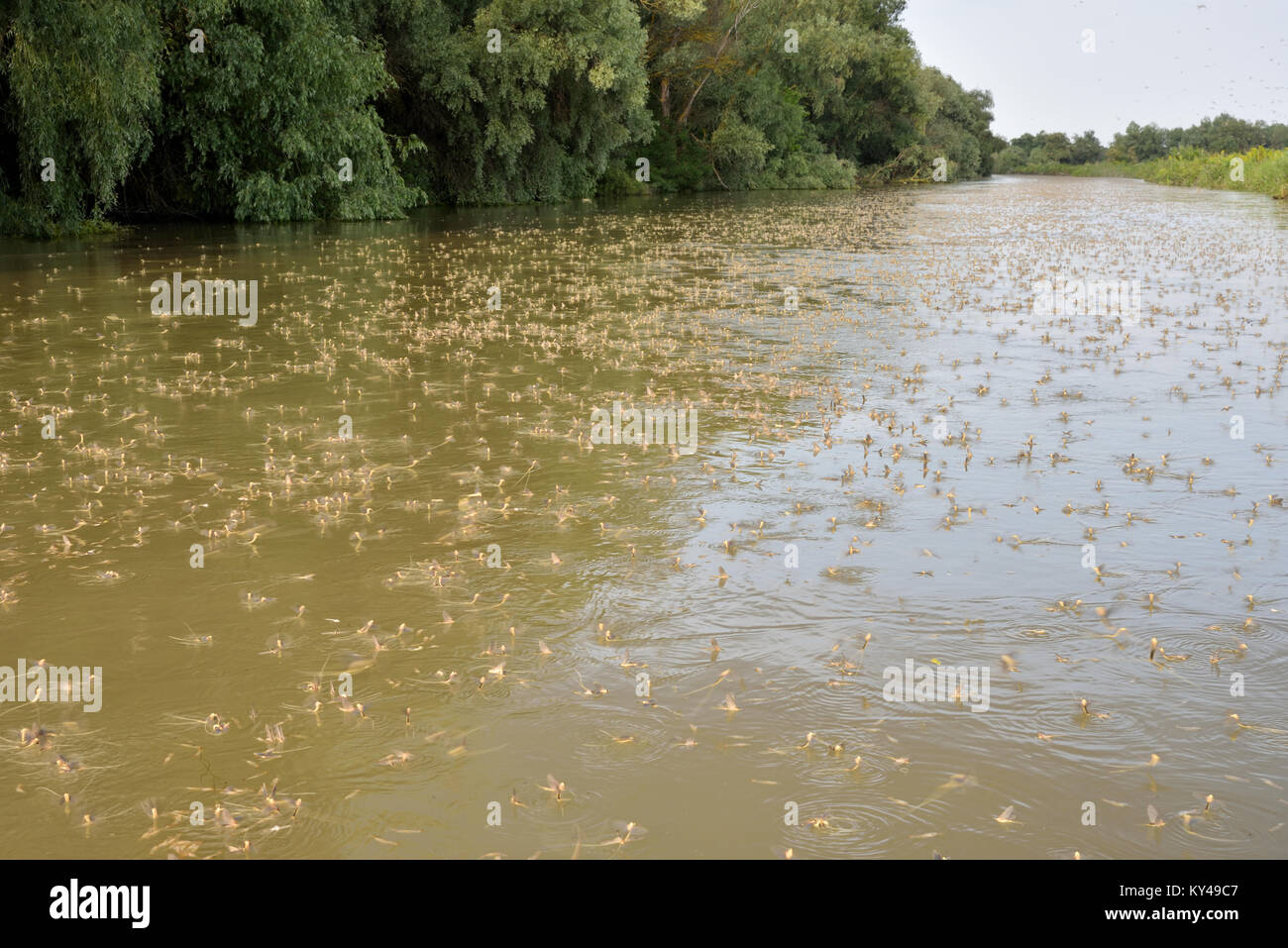 Large number of Long-tailed Mayflies emerging on the water surface on a ...