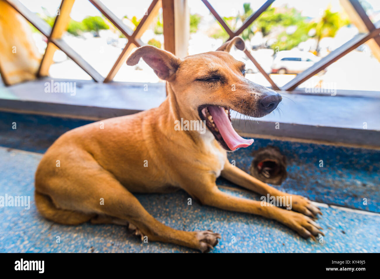 Homeless Tired small dog lying and sleeping at handrail in Caribbean ...