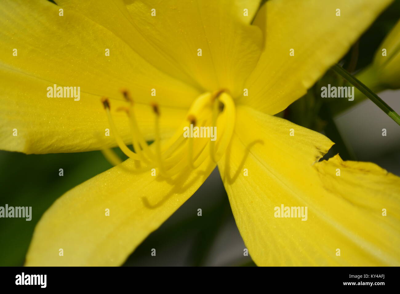 Wvu flower hi-res stock photography and images - Alamy