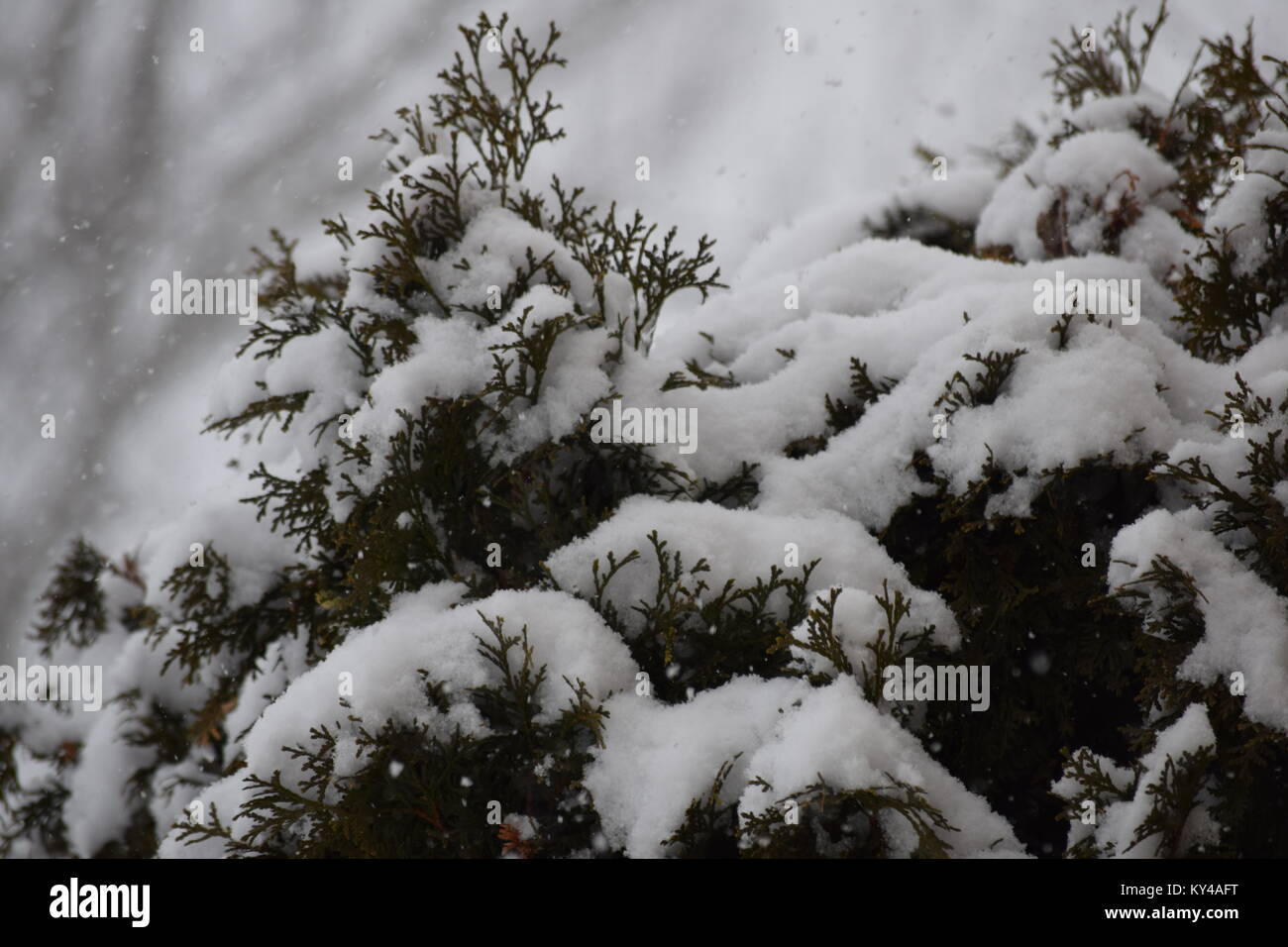 snow covered trees Stock Photo - Alamy